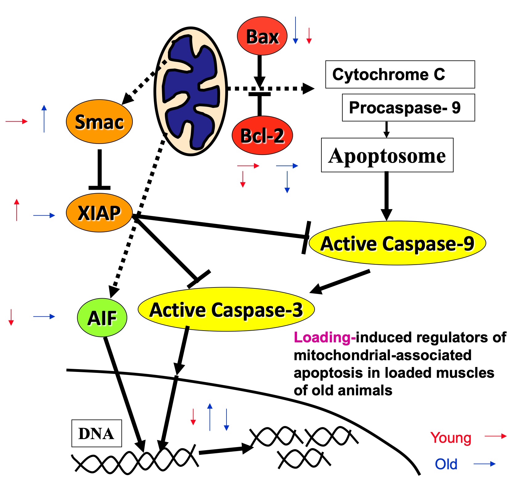 Research Areas – Laboratory of Muscle Biology and Sarcopenia